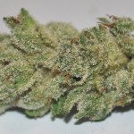 Marijuana Strains Review | Find The Best Indicas, Sativas & Concentrates