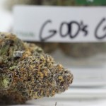 Solstice Strain Review | Marijuana Strains Review