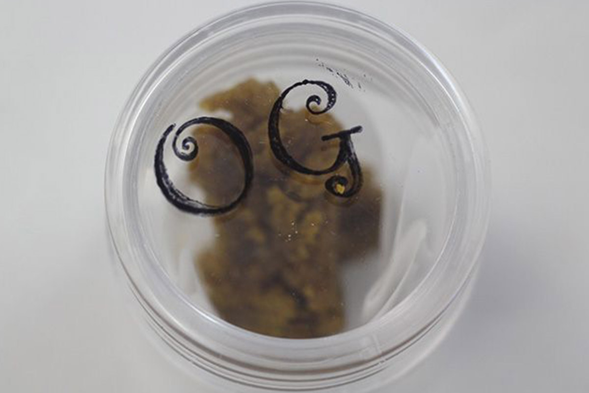 OG Kush Wax | Marijuana Strains Review