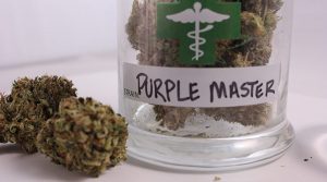 Purple Master Strain Review | Marijuana Strains Review