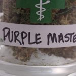Solstice Strain Review | Marijuana Strains Review